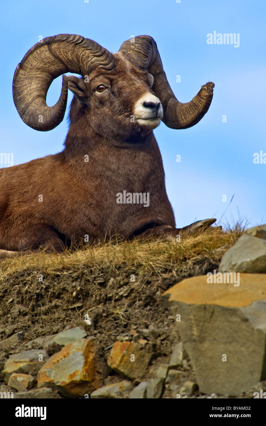A Bighorn ram lying down on the top of a ridge Stock Photo - Alamy