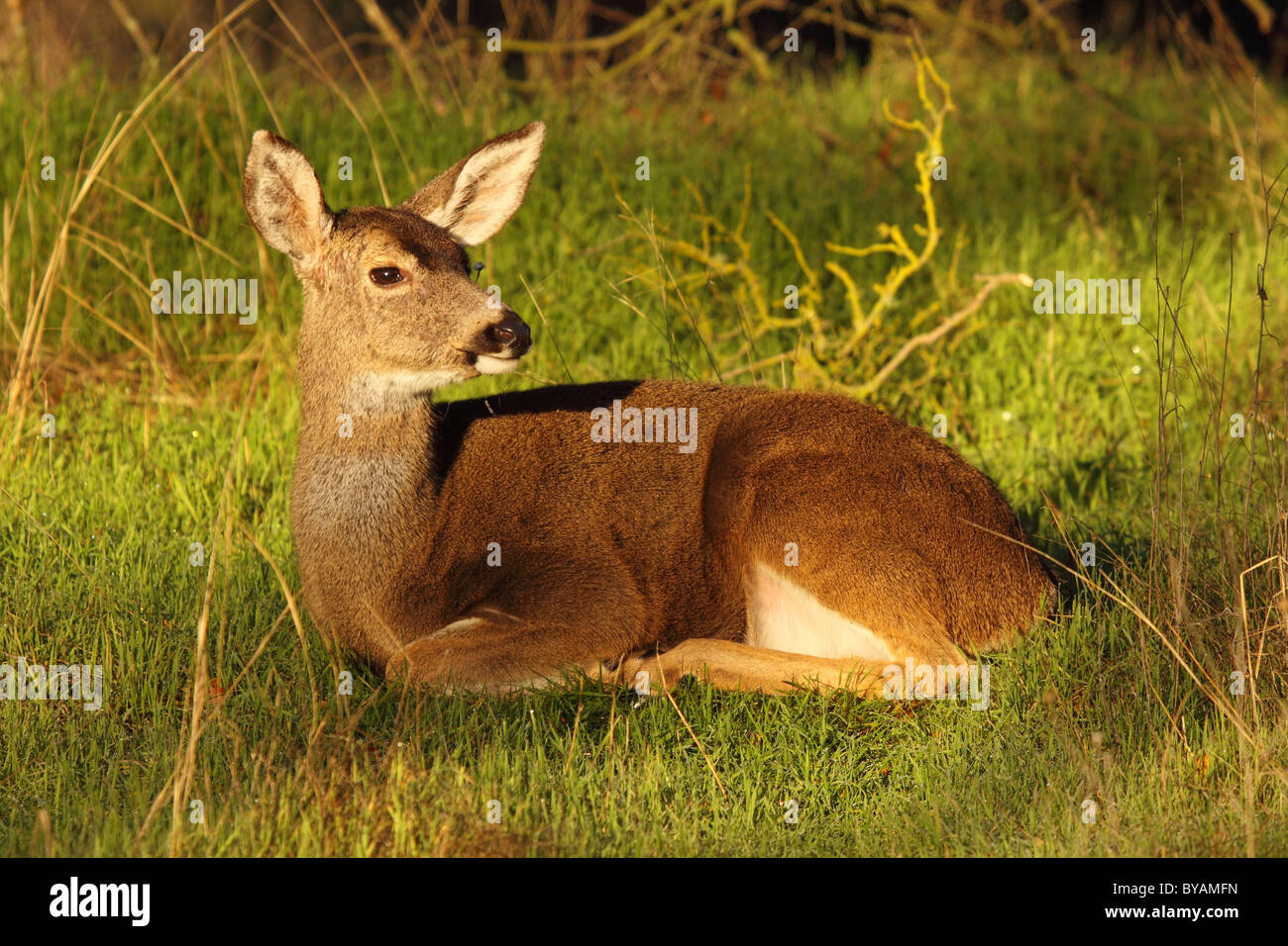 A Black-tailed Deer looking back from it's bed Stock Photo - Alamy