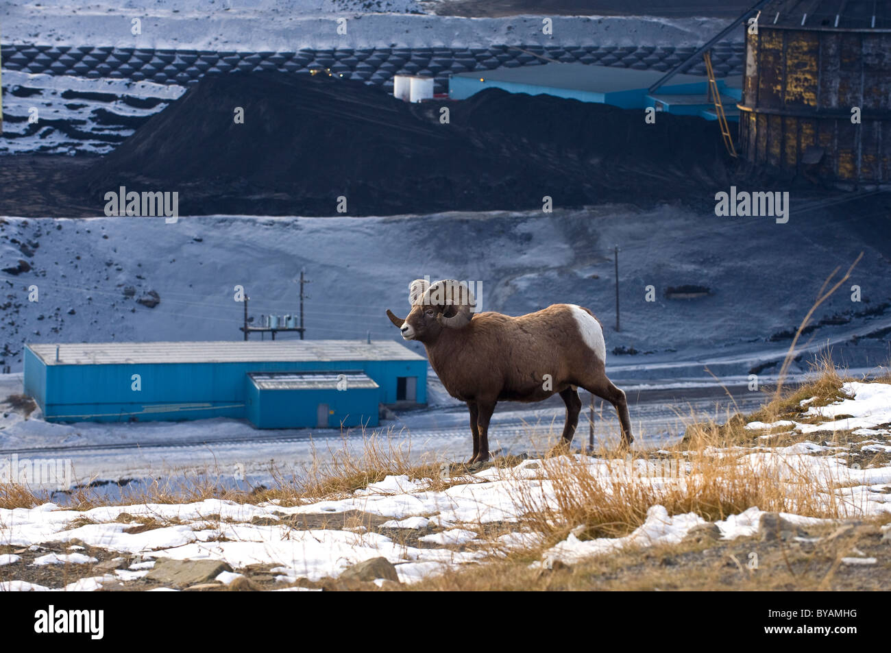 An adult Bighorn Sheep walking along a ridge overlooking a coal mine ...