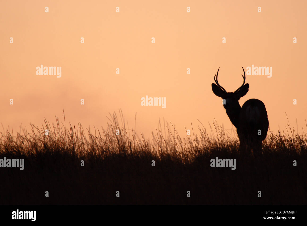 Deer sunset hi-res stock photography and images - Alamy