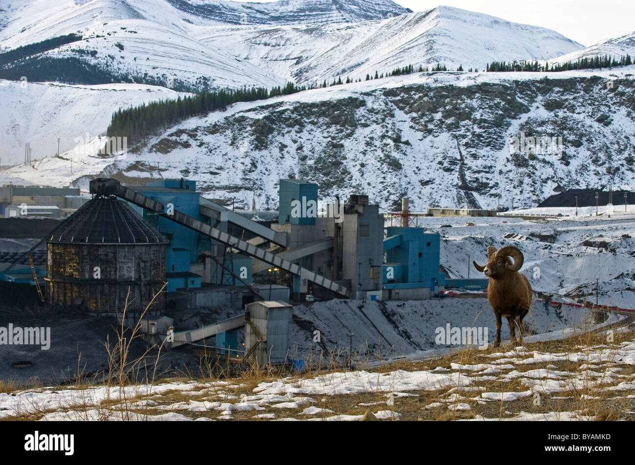 An adult Bighorn Sheep walking along a ridge overlooking a coal mine ...