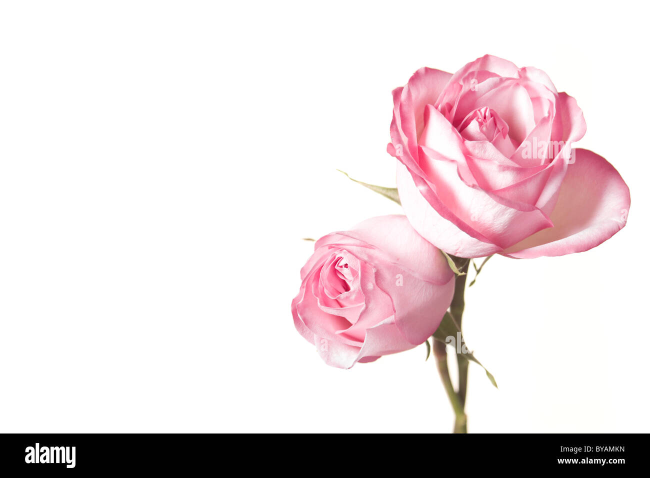 Pink roses isolated on white Stock Photo - Alamy