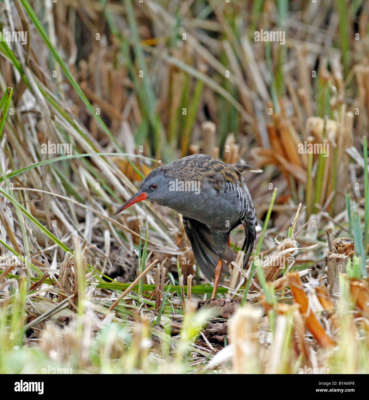 water rail, water bird drooping wings walking along edge of pond Stock ...