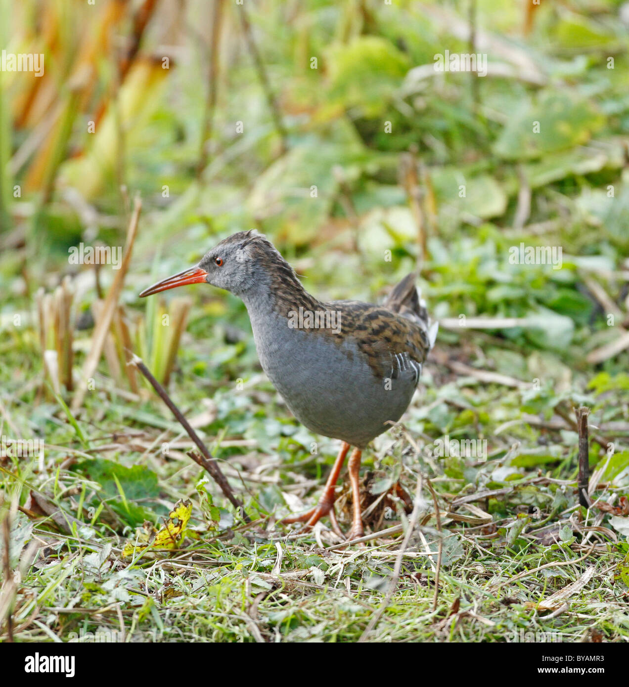 warter rail , wild bird, water bird Stock Photo - Alamy