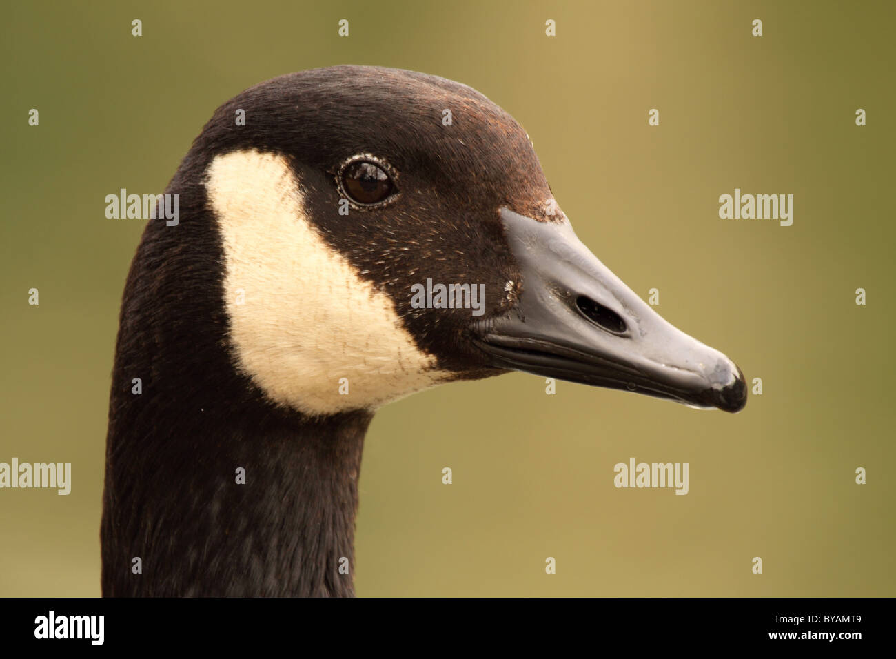 A Canadian Goose portrait against a green background Stock Photo - Alamy