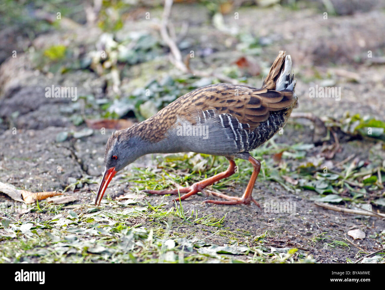 water rail walking and feeding Stock Photo - Alamy