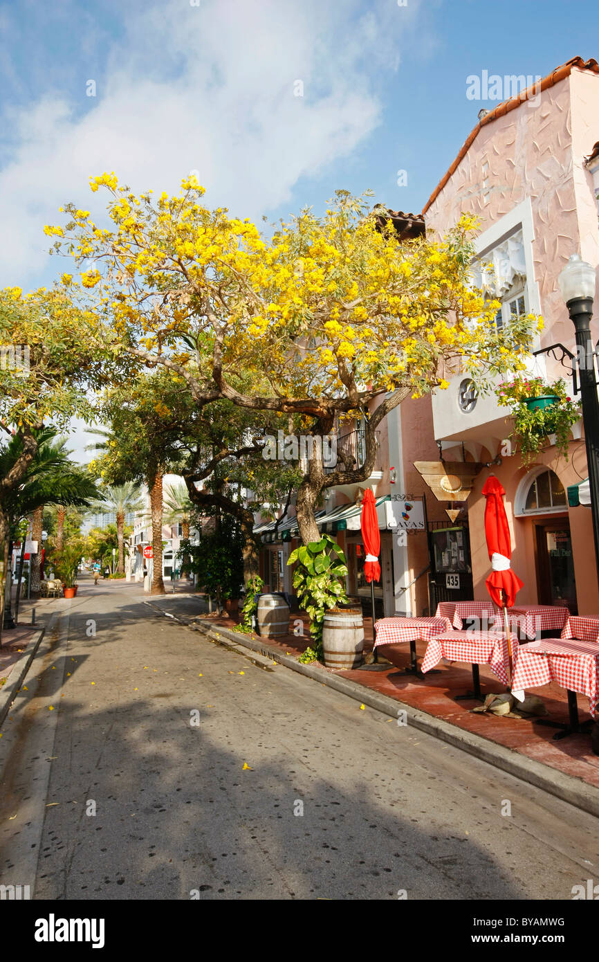 Yellow Tab tree on the Espanola way, South Beach Miami, Tabebuia Stock ...
