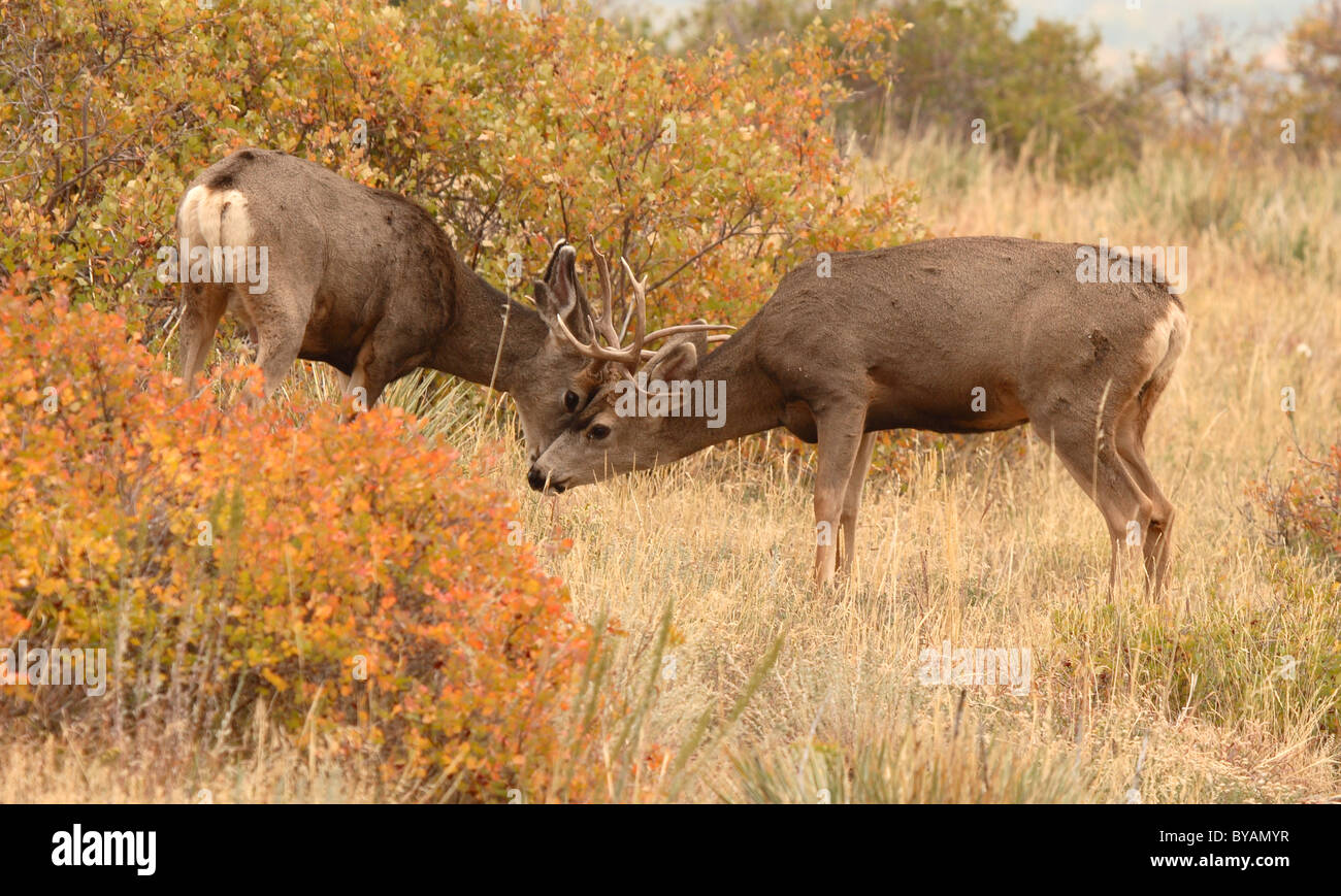 Push comes shove between mule hi-res stock photography and images - Alamy