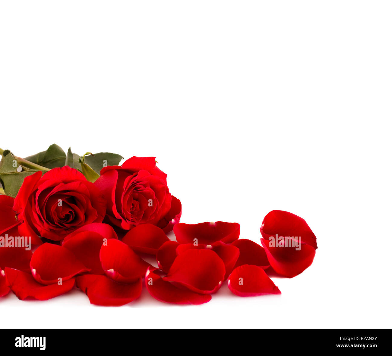 Two red roses isolated on white Stock Photo - Alamy