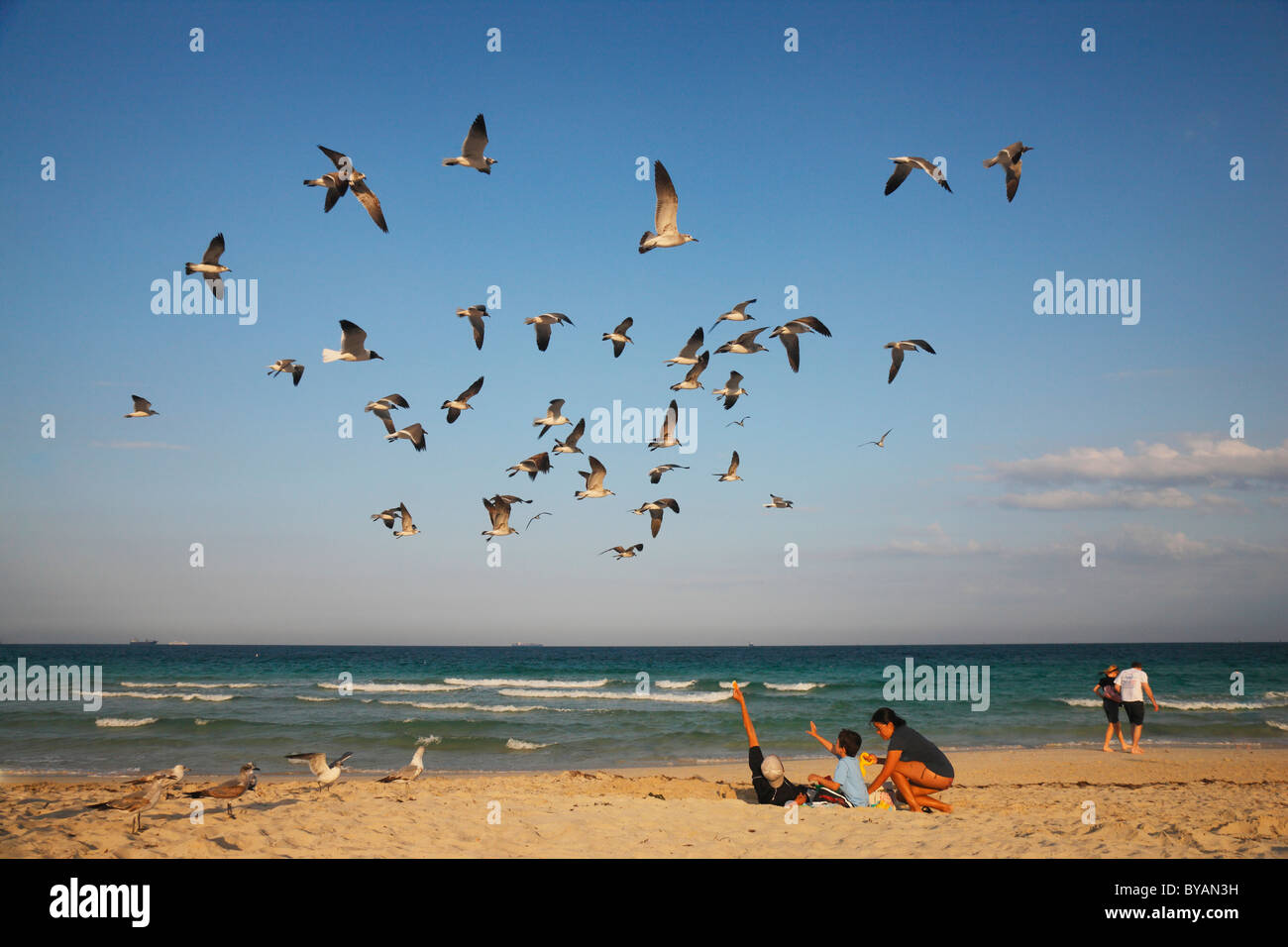 Family feeding seagulls on the South Beach, Miami Stock Photo - Alamy