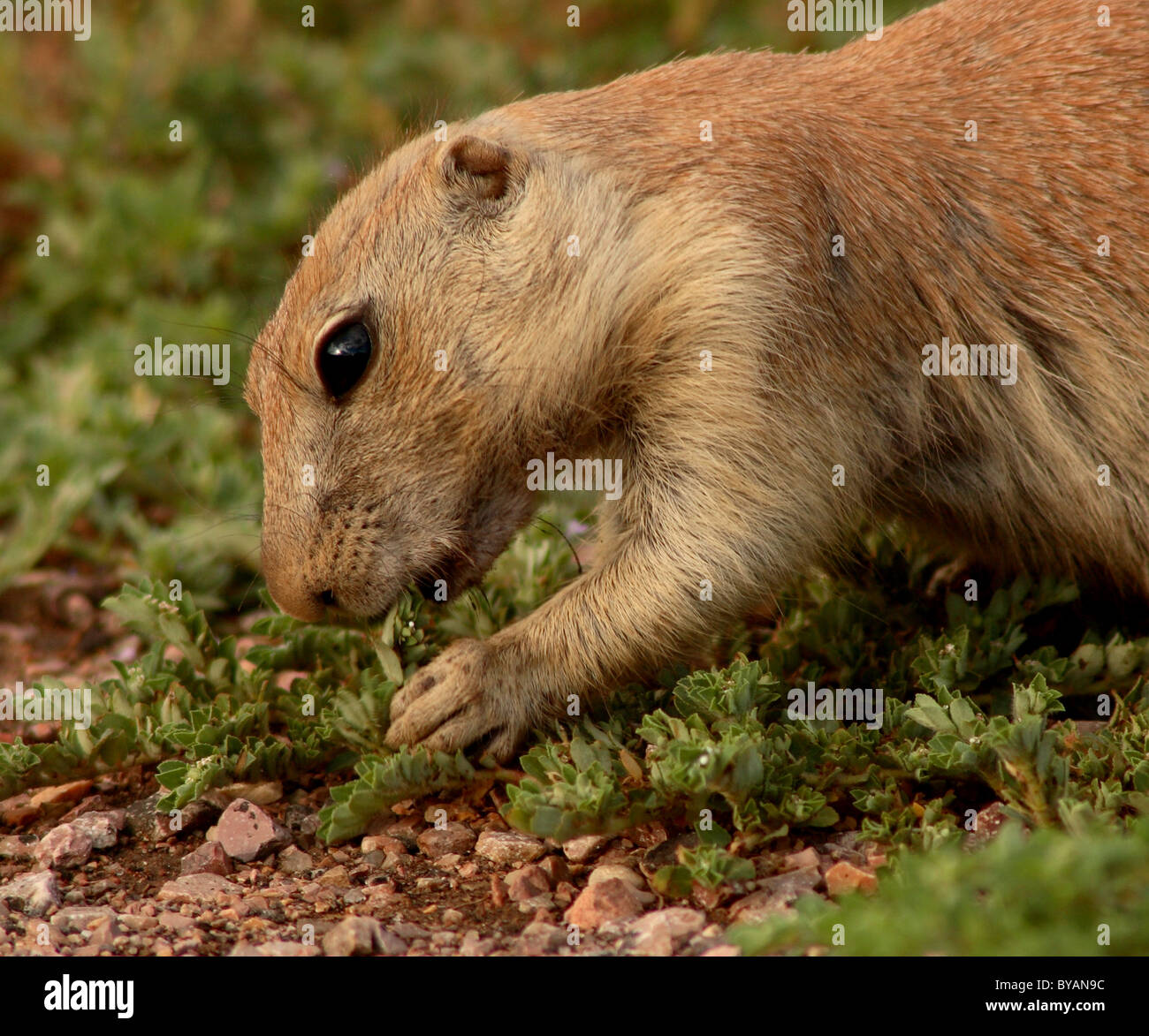 A Black-tailed Prairie Dog feeding with a tender touch Stock Photo - Alamy