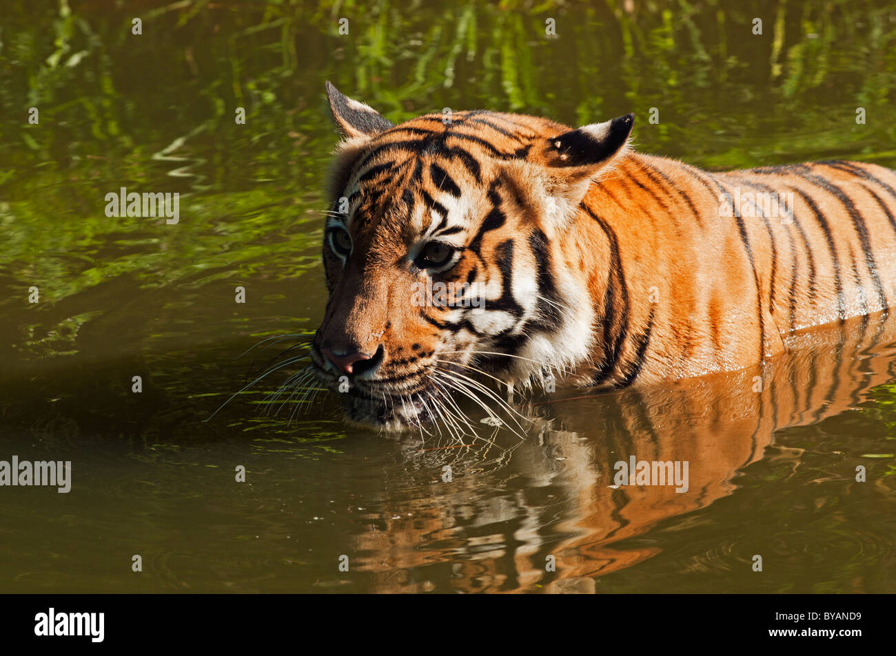 Malayan tiger (Panthera tigris malayensis) taking a bath Stock Photo ...
