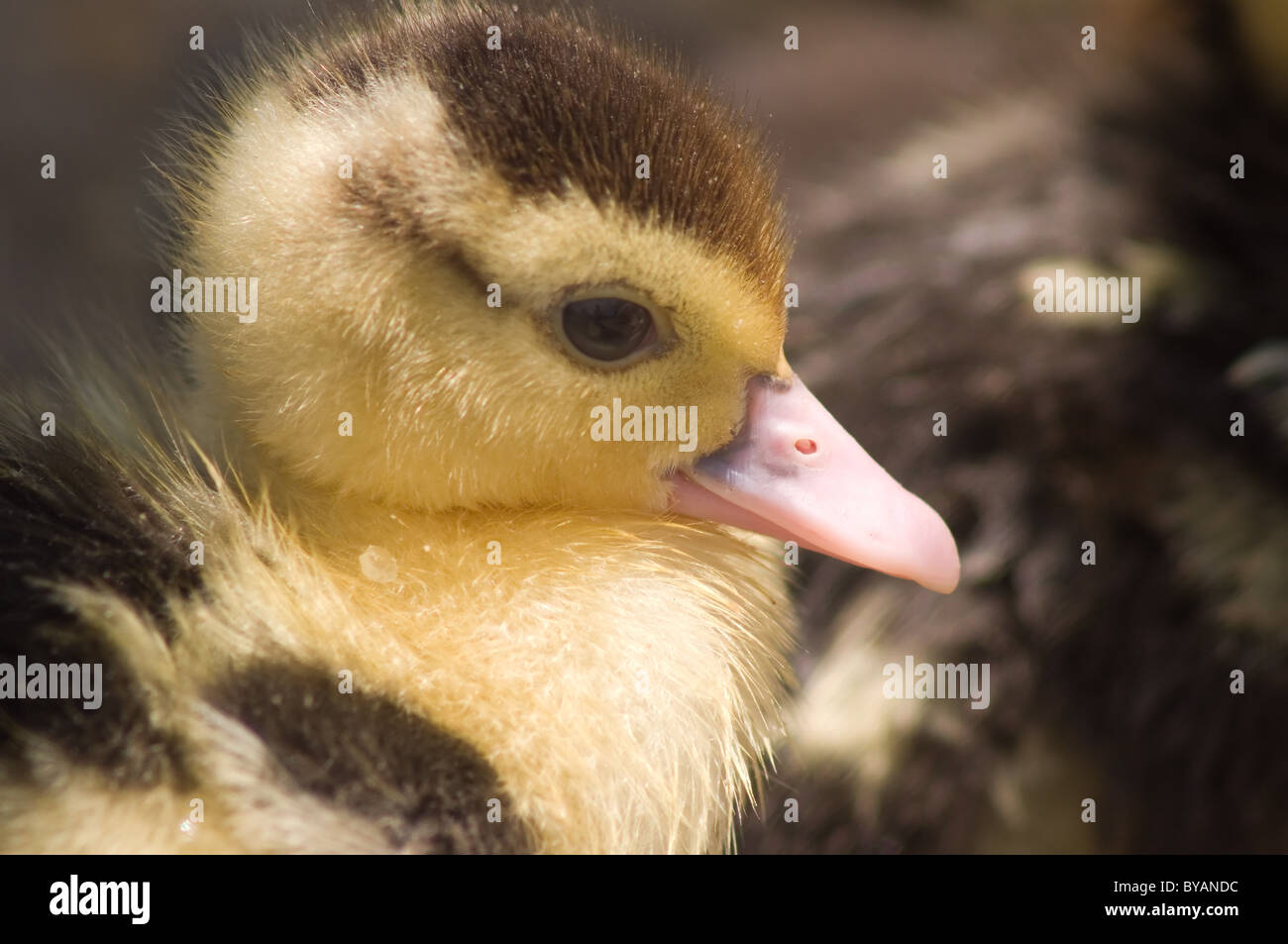 Duck head shot hi-res stock photography and images - Alamy