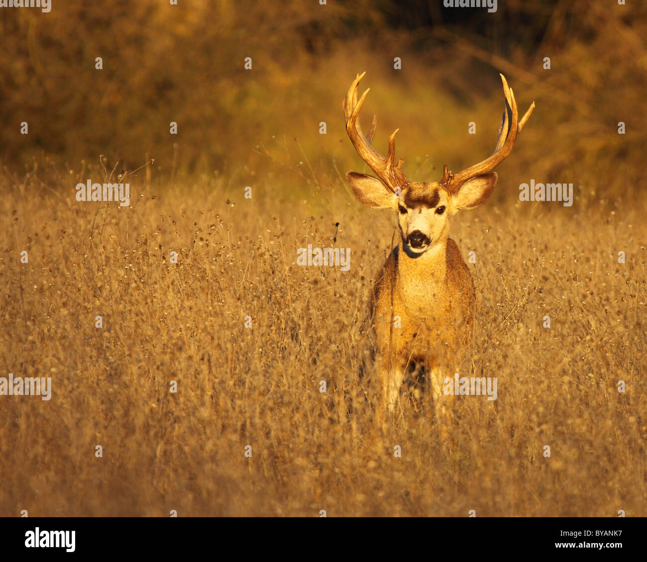 9 point buck hi-res stock photography and images - Alamy