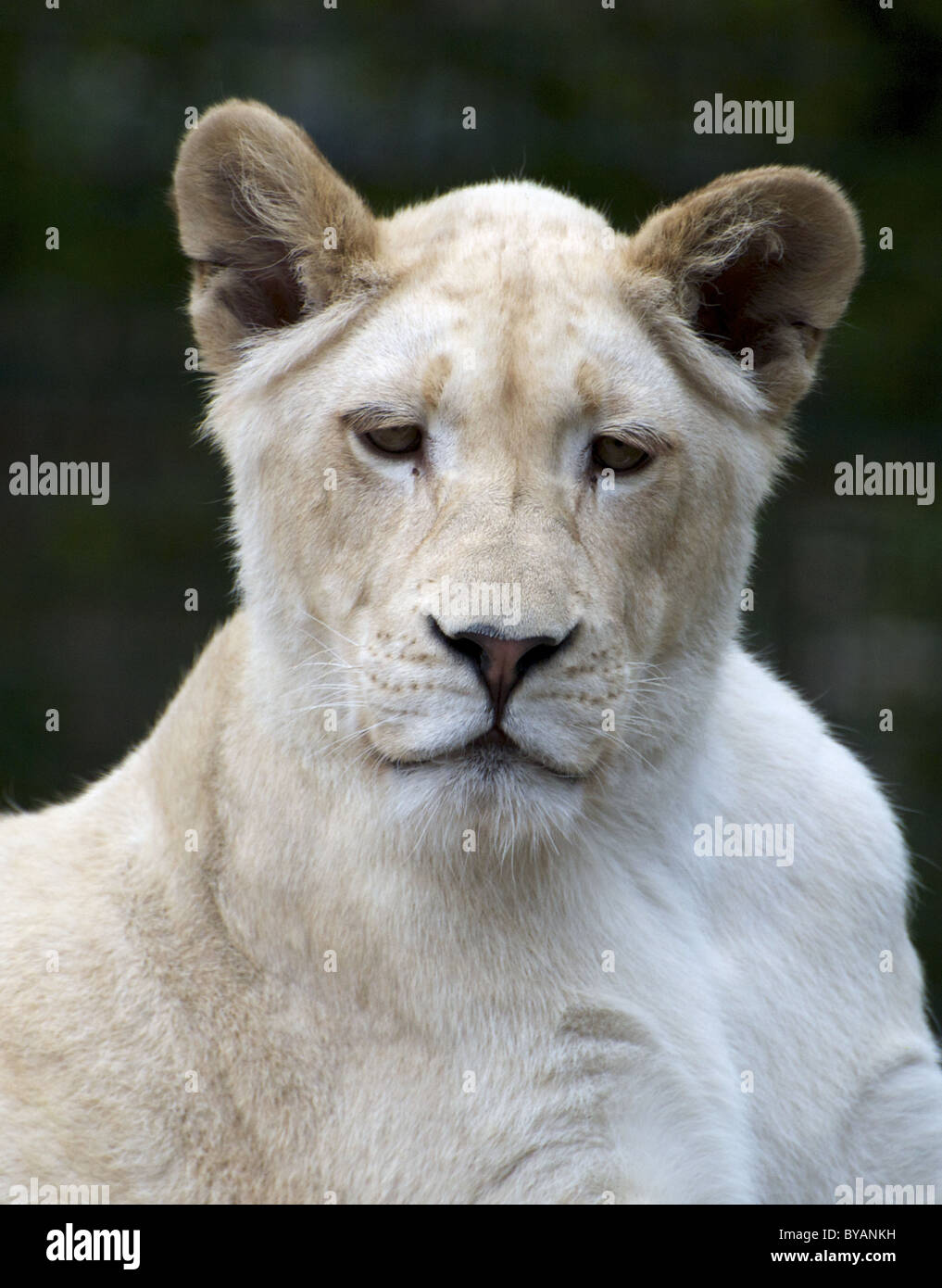 White lion looking towards camera Stock Photo - Alamy