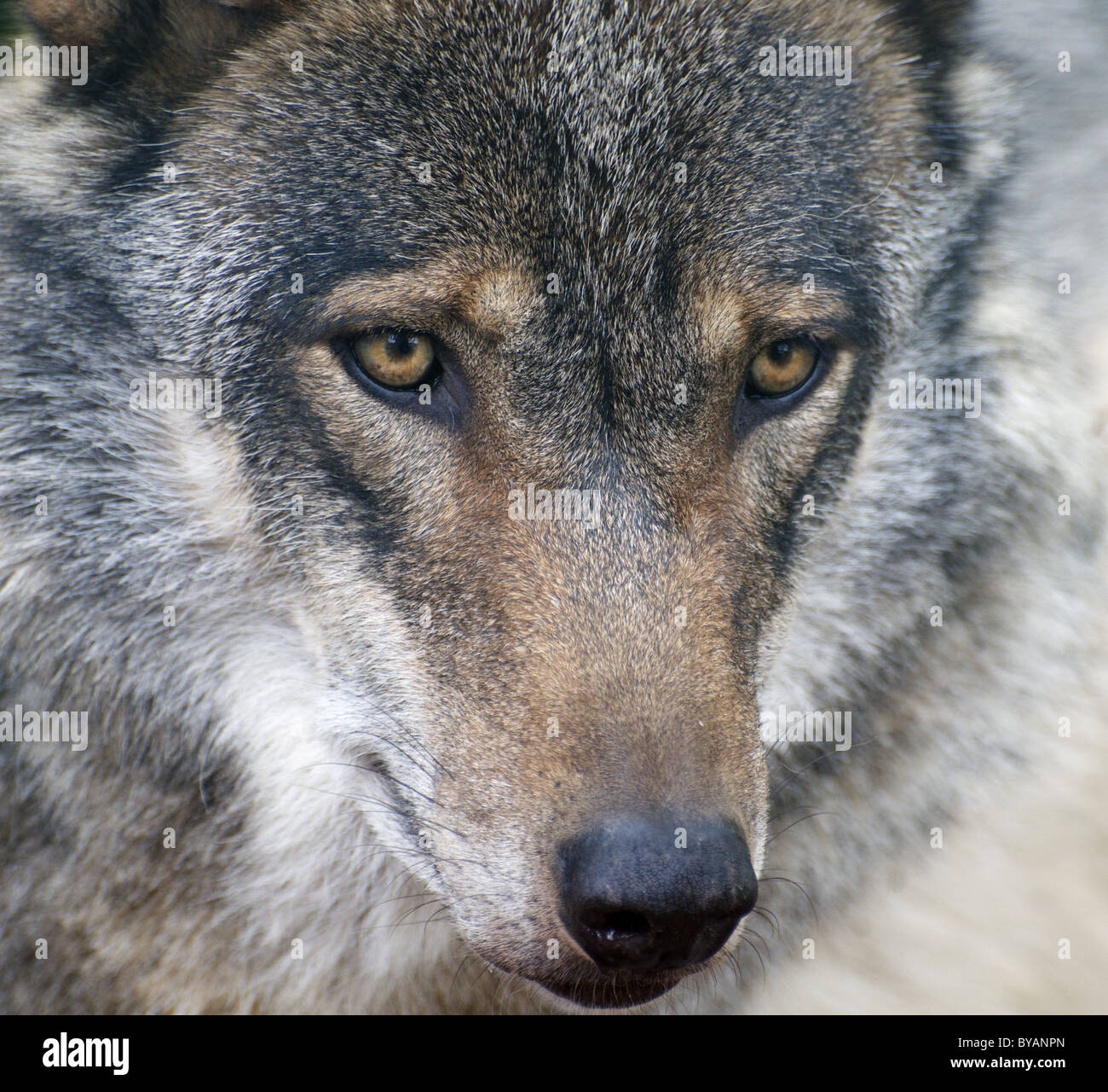 Wolf nose close up hi-res stock photography and images - Alamy