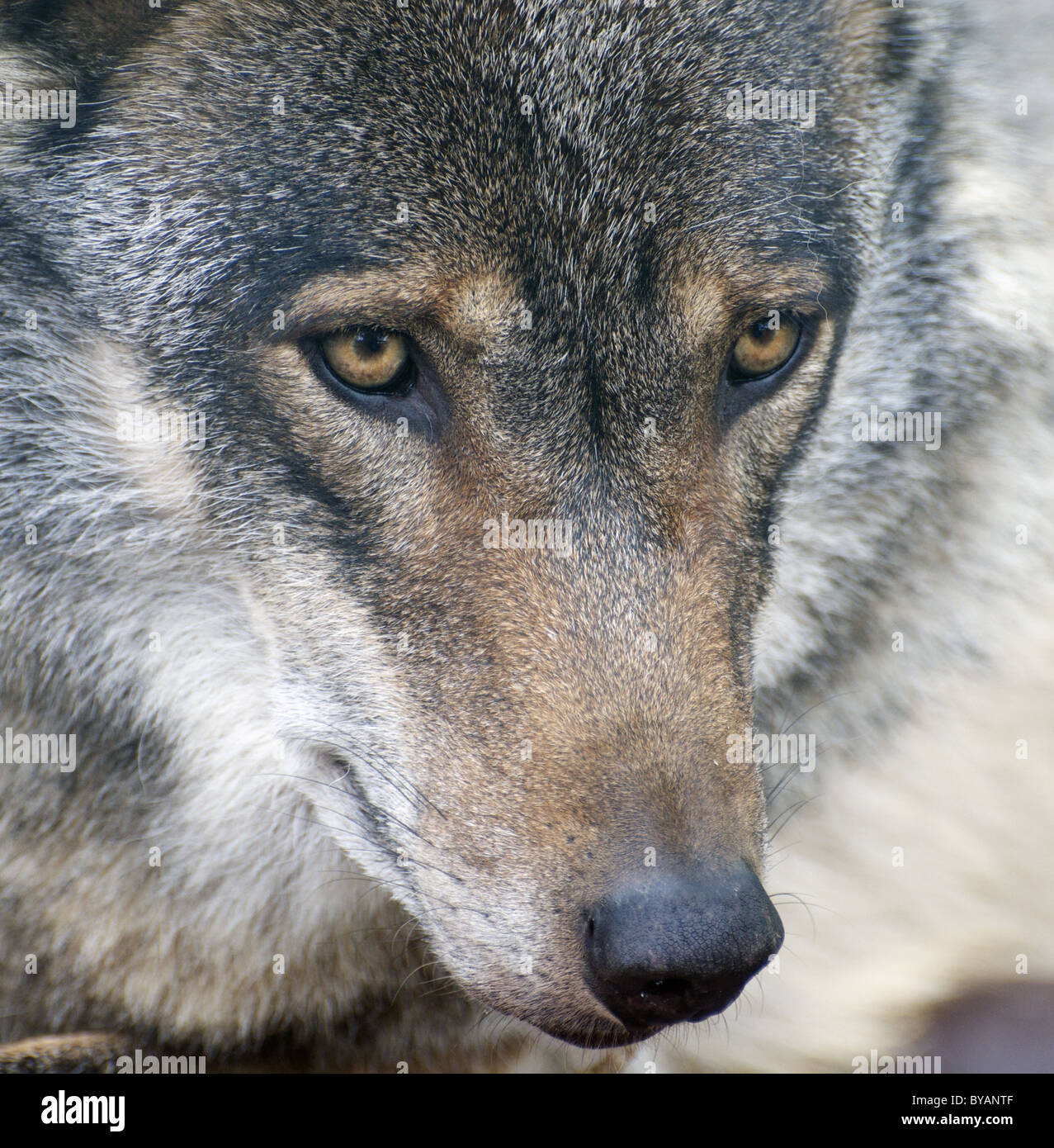 Wolf nose close up hi-res stock photography and images - Alamy