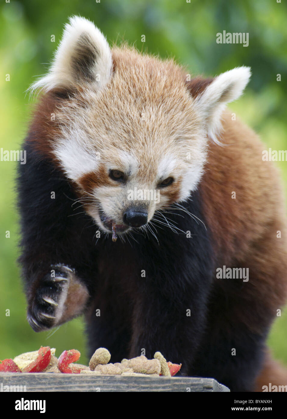 Red panda eating Stock Photo - Alamy