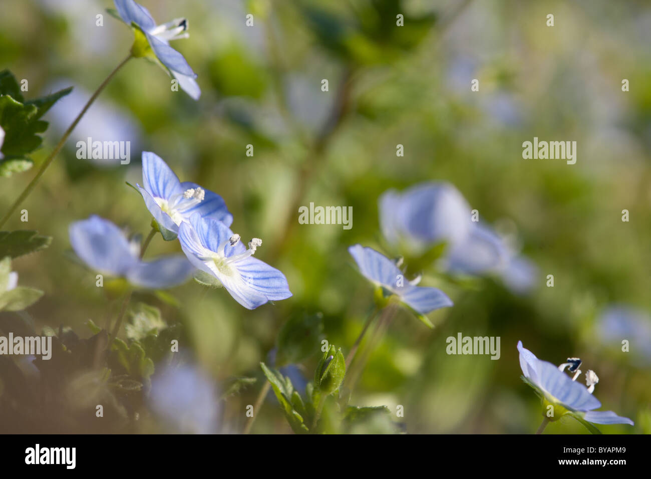 Birds Eye Speedwell High Resolution Stock Photography and Images - Alamy