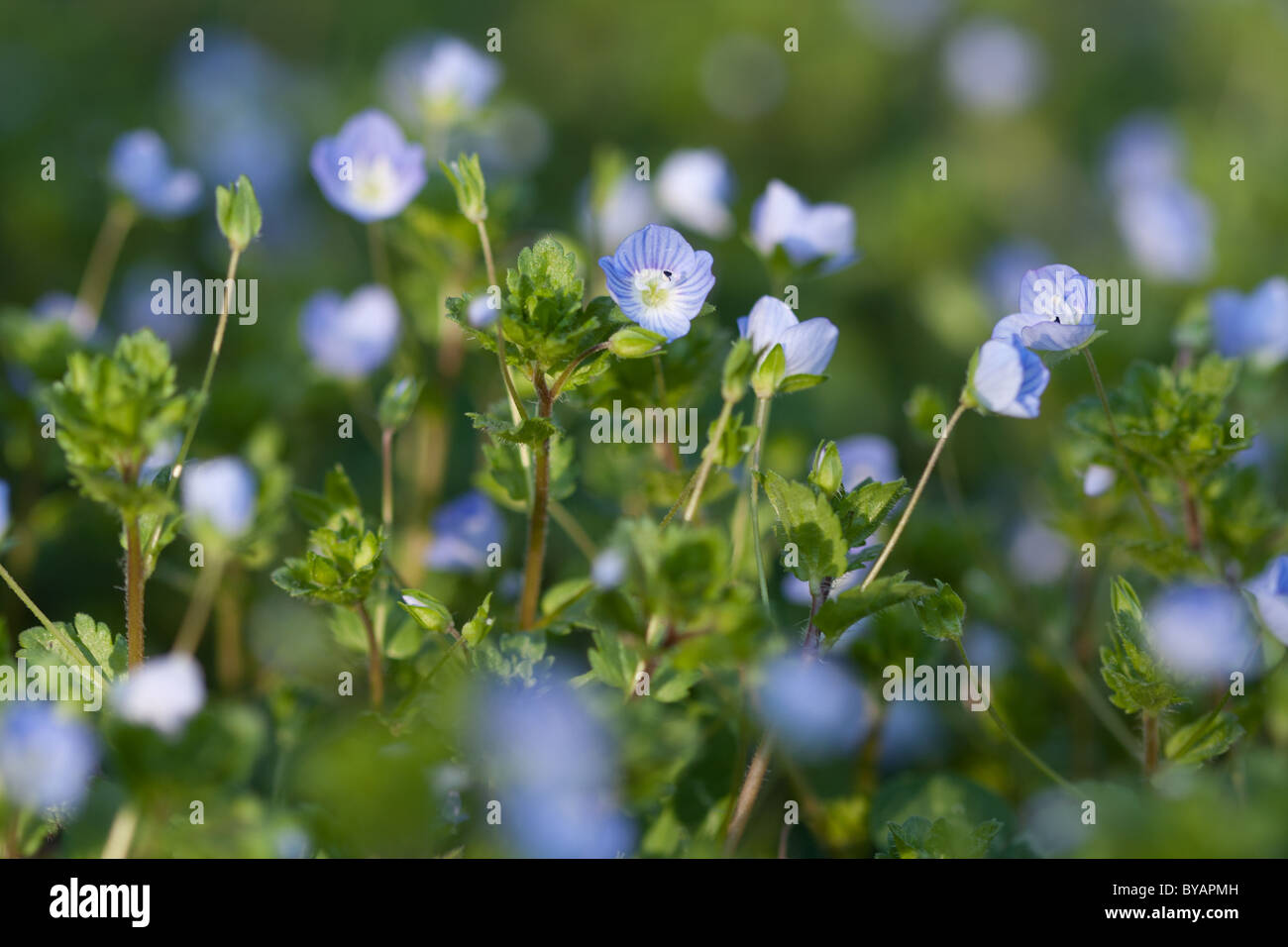 Bird's-eye Speedwell, Veronica persica Stock Photo - Alamy