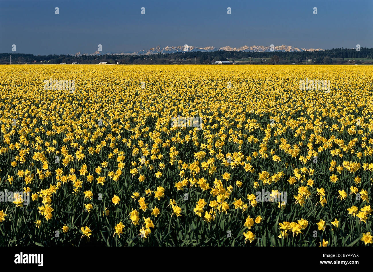 USA, Washington, Skagit Valley. Daffodil field with Olympic Mountains ...