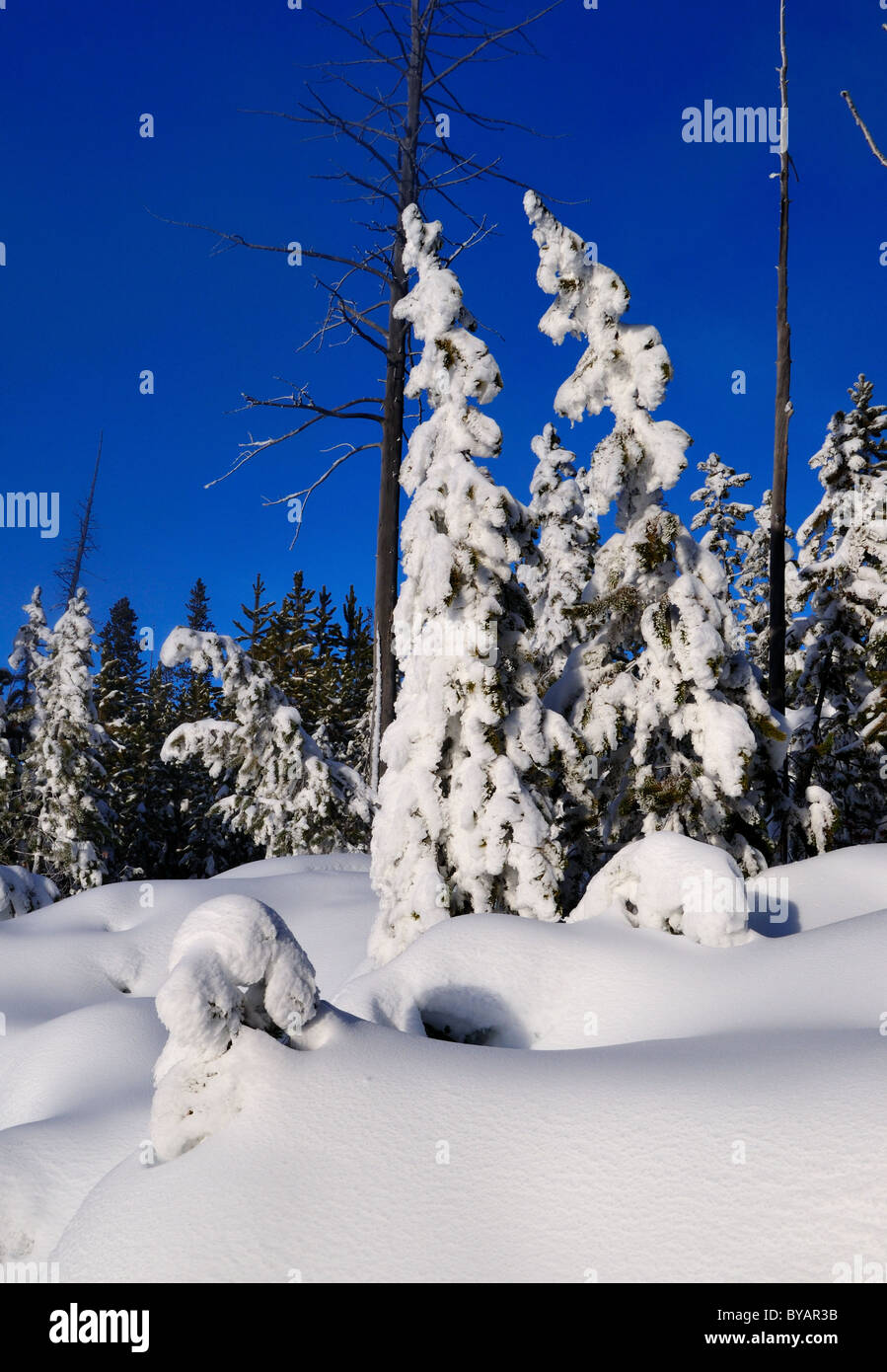 Juniper in the park hi-res stock photography and images - Alamy