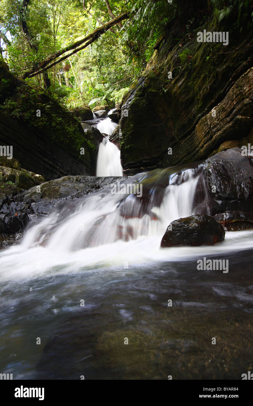 El Yunque National Forest Stock Photo - Alamy