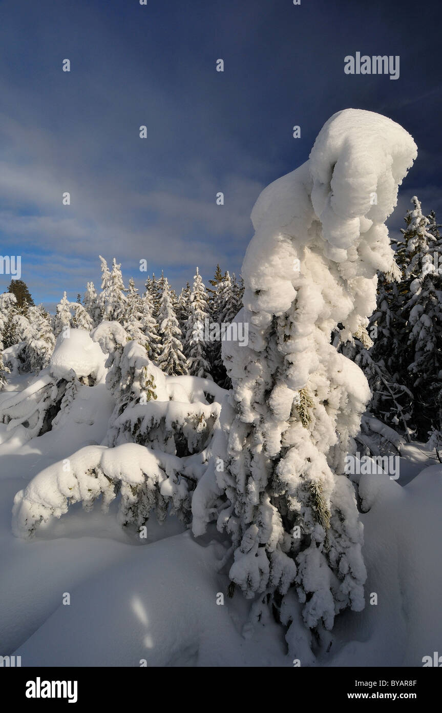 Ghost tree hi-res stock photography and images - Alamy