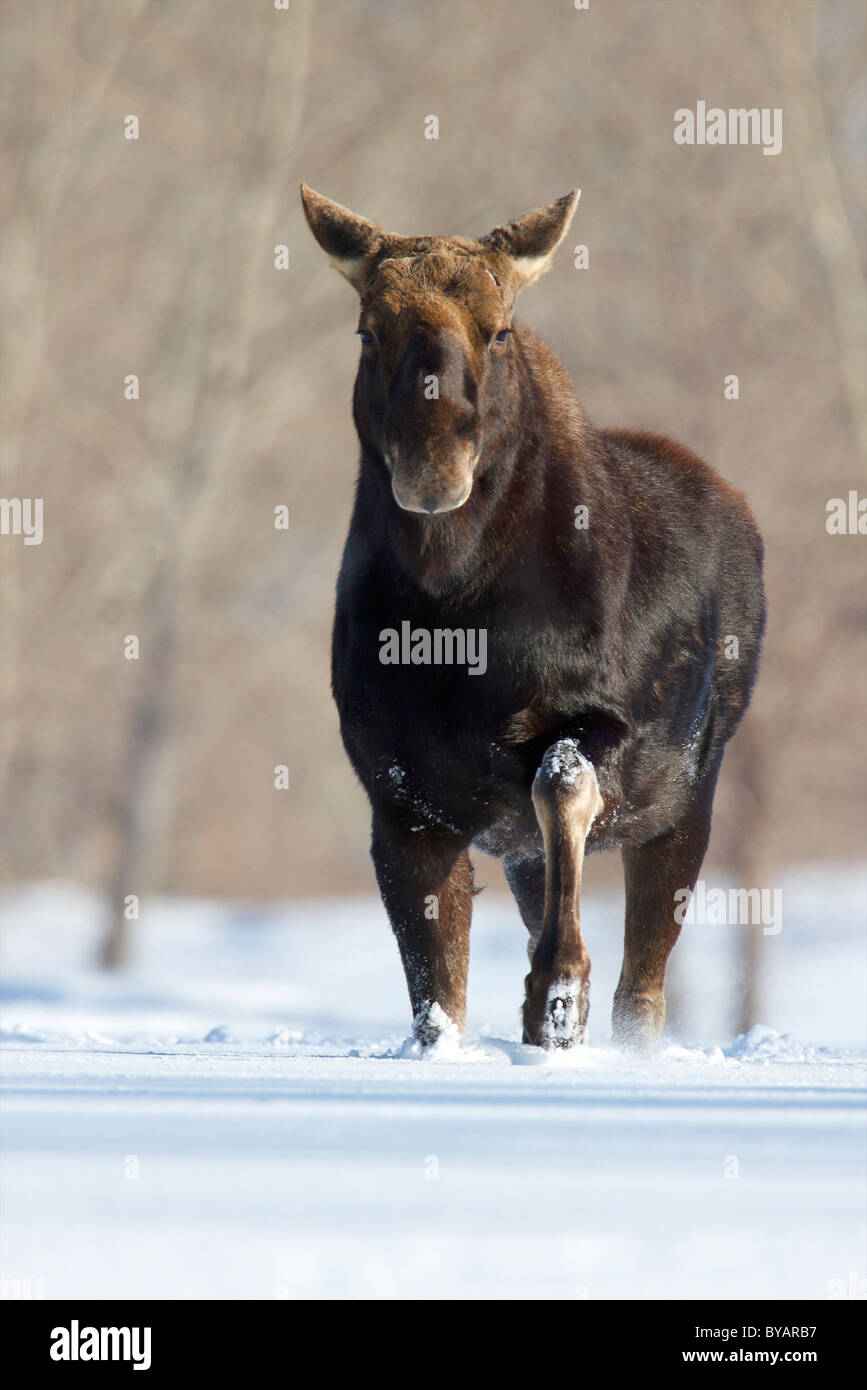 Saskatchewan wildlife hi-res stock photography and images - Alamy