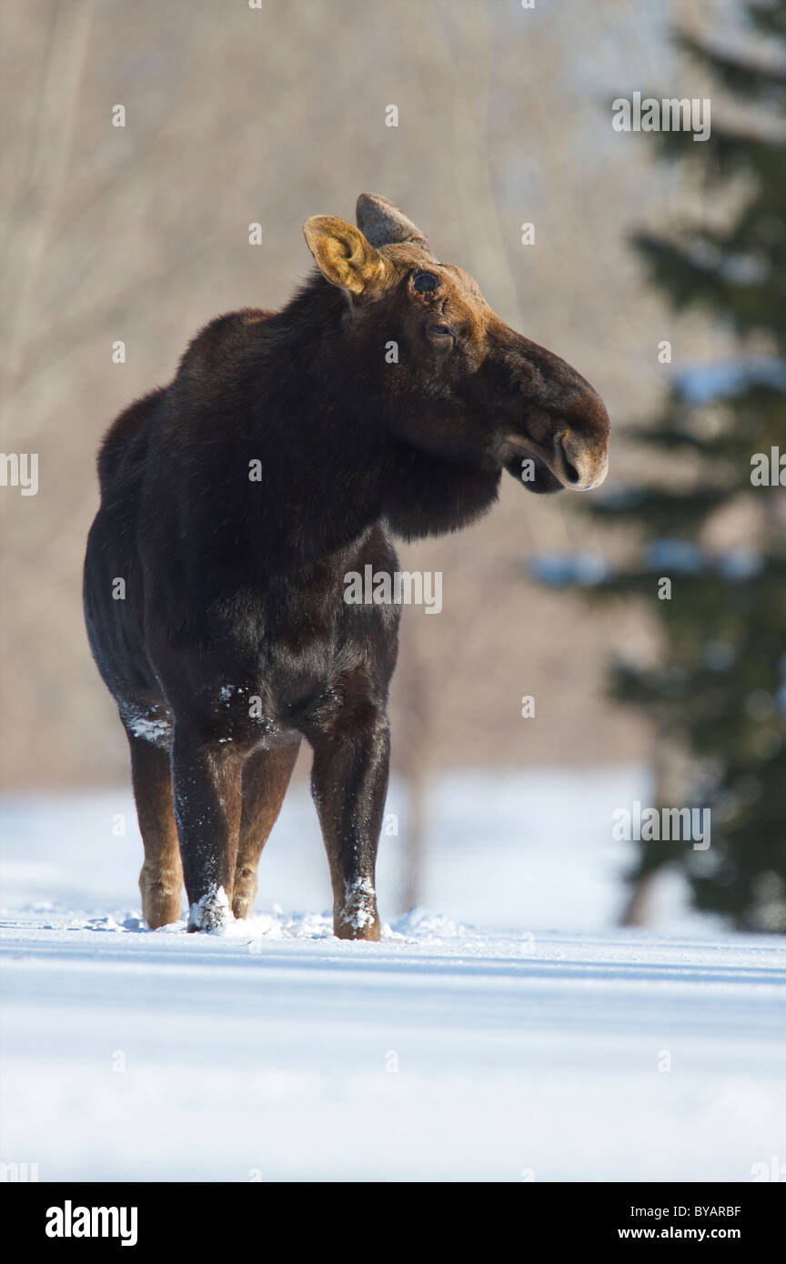 Moose snow hi-res stock photography and images - Alamy