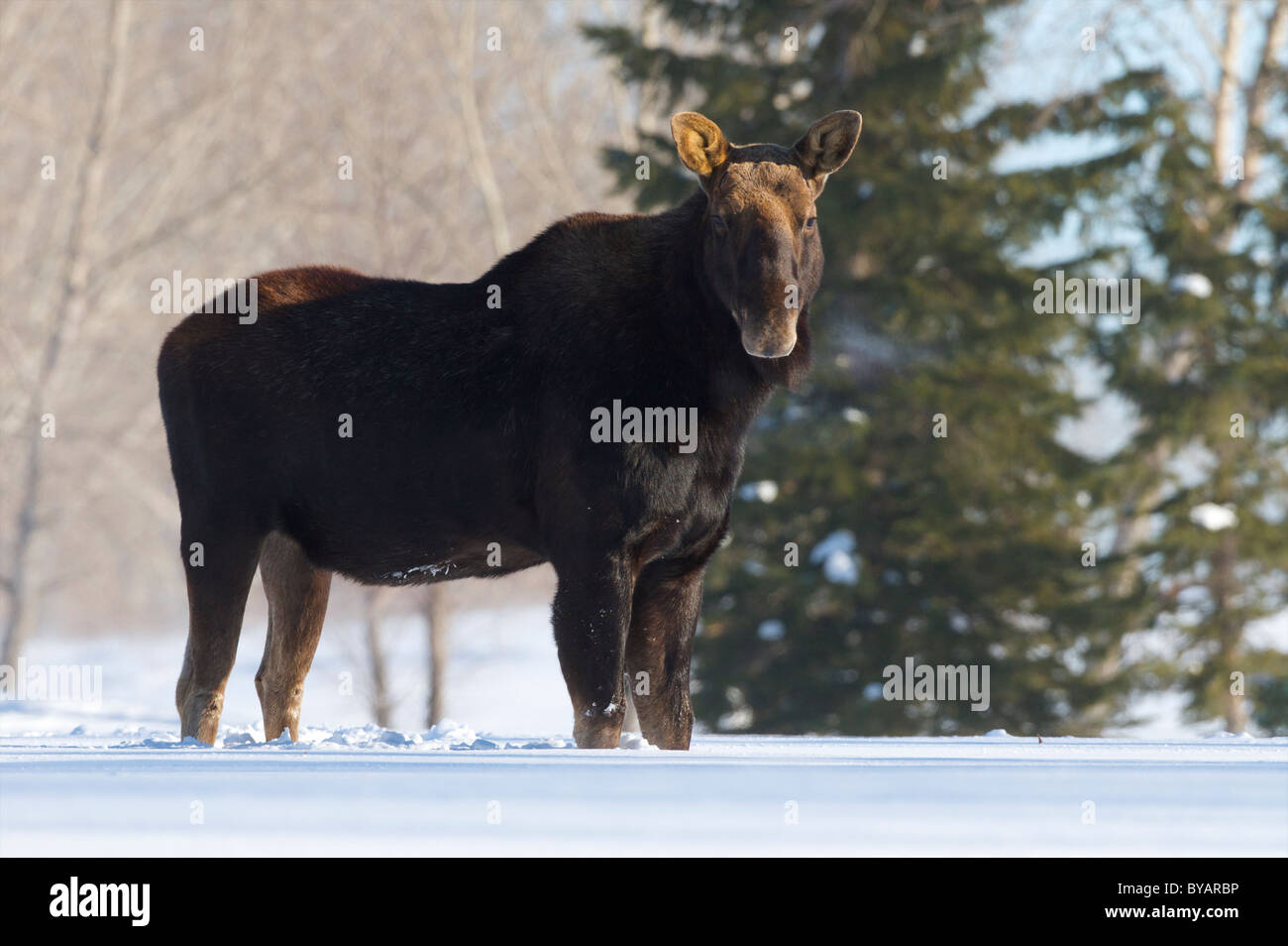 Moose rack hi-res stock photography and images - Alamy