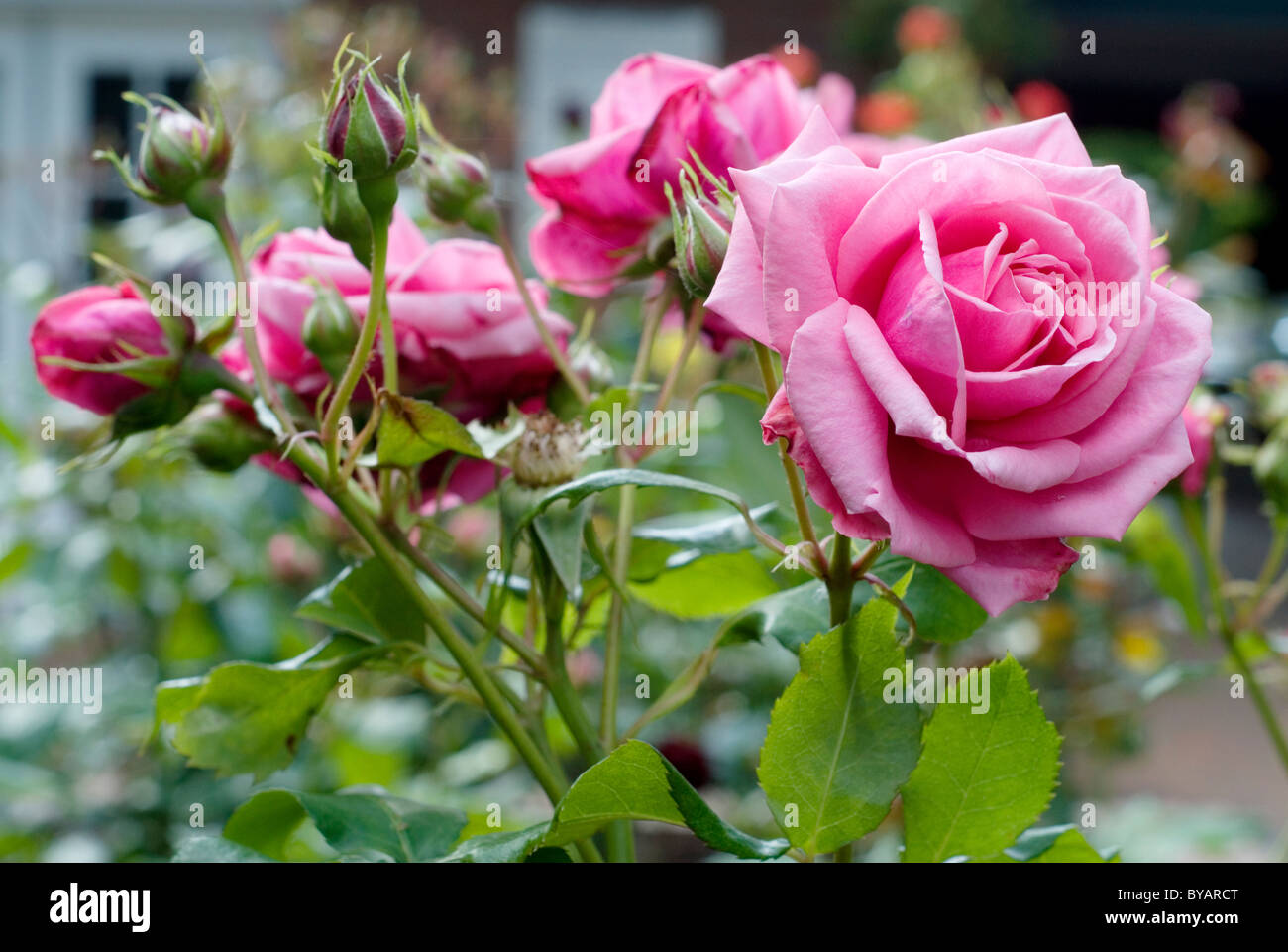 Pink roses in a rose garden Stock Photo - Alamy