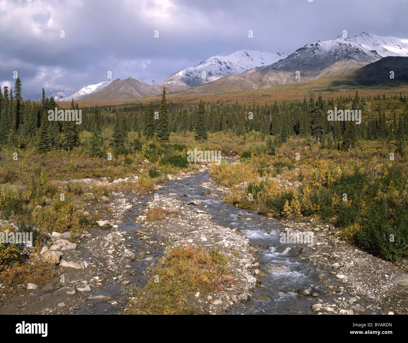 Fall Colors, Rock Creek, Denali National Park, Alaska Stock Photo - Alamy
