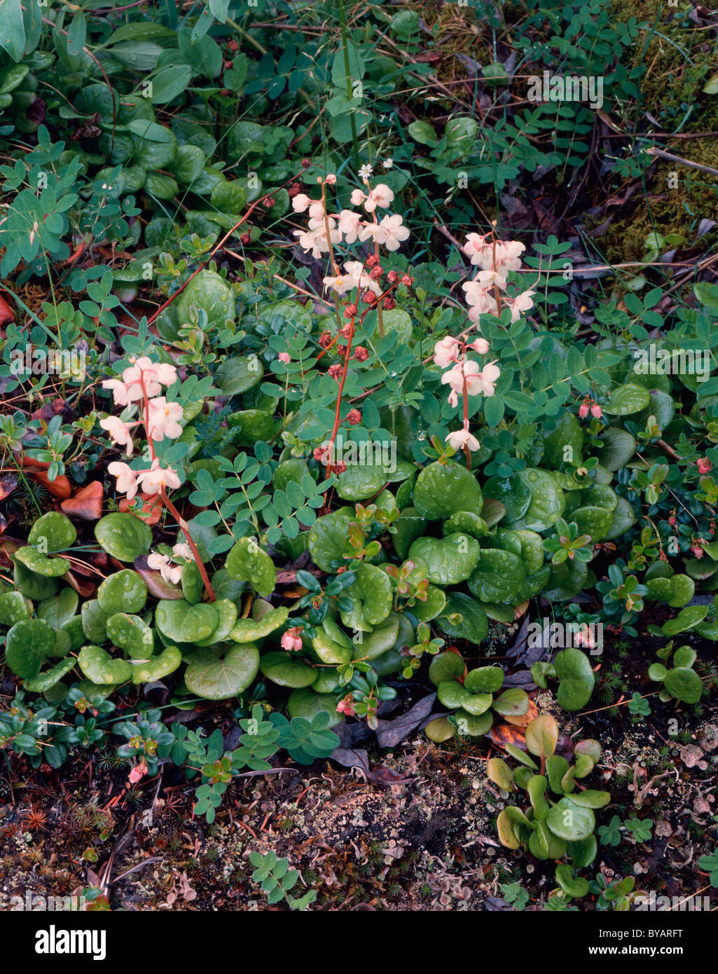 Wildflowers, Tundra, Denali National Park, Alaska Stock Photo - Alamy
