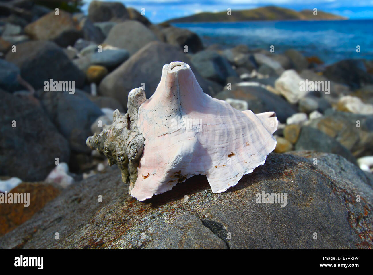 Beautiful Shell - Virgin Islands Stock Photo - Alamy