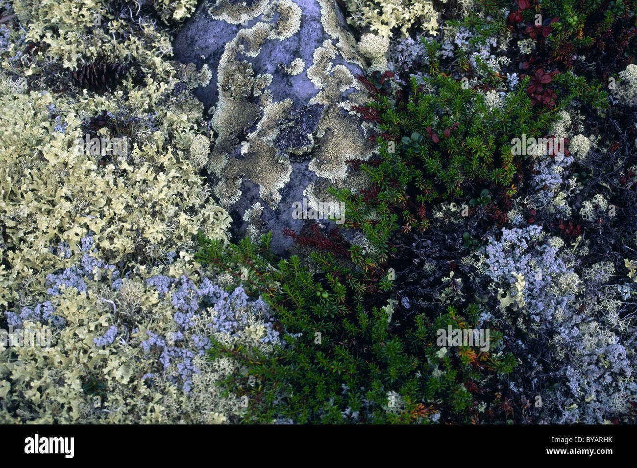 Moss lichens growing on tundra hi-res stock photography and images - Alamy