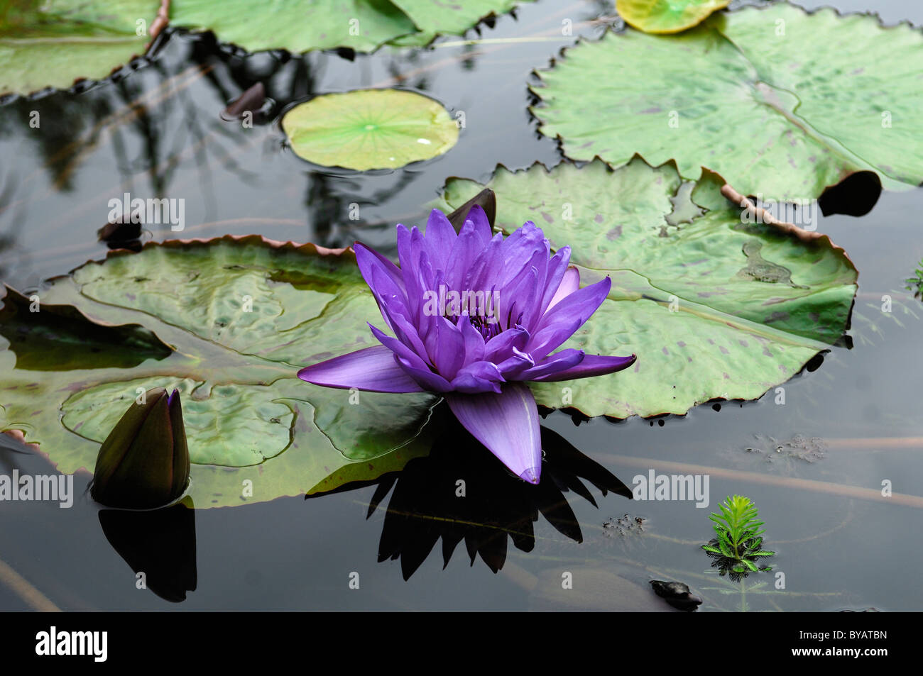 Purple water lilies nymphaea hi-res stock photography and images - Alamy