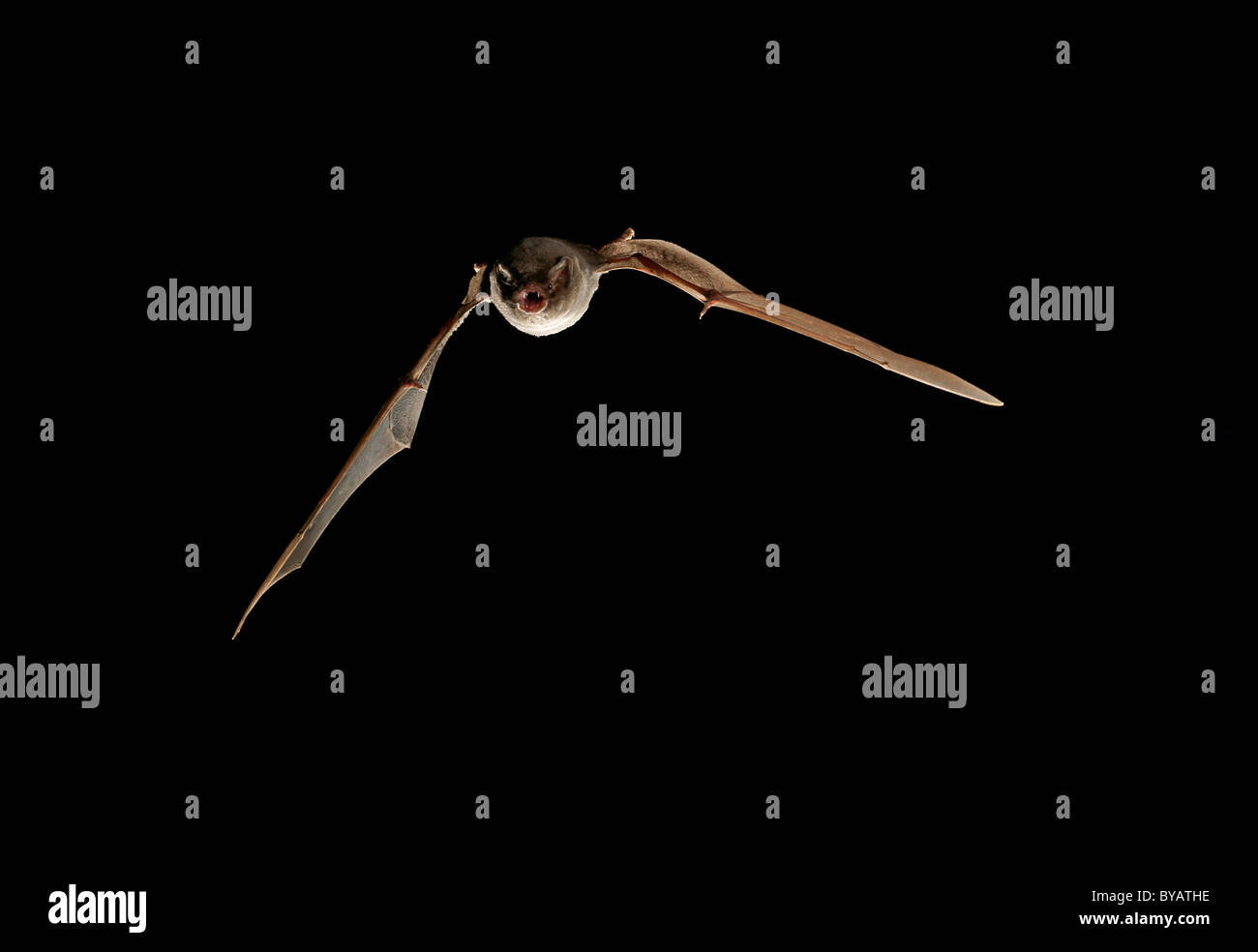 Common Bent-wing Bat or Schreiber's Long-Fingered Bat (Miniopterus ...