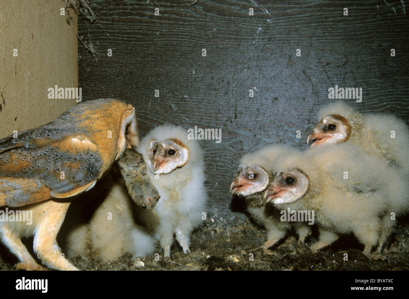 Barn owl (Tyto alba), adult feeding the young birds a mouse Stock Photo ...