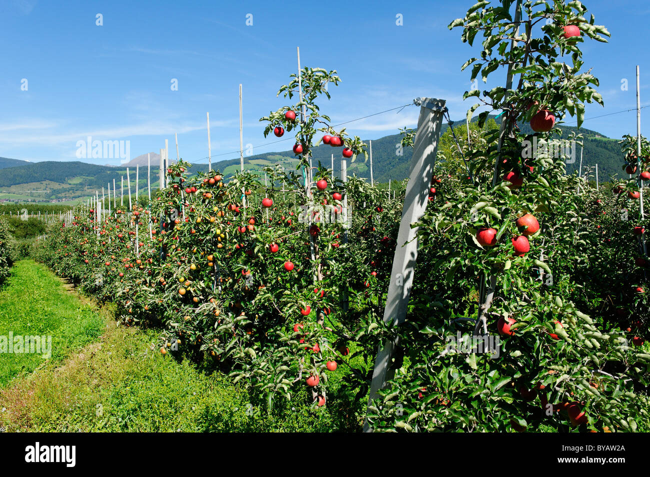 Natz hi-res stock photography and images - Alamy