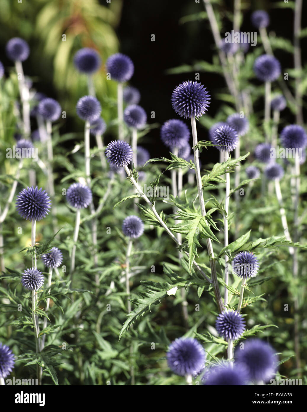 Purple globe thistle plants in summer garden with dark background Stock ...