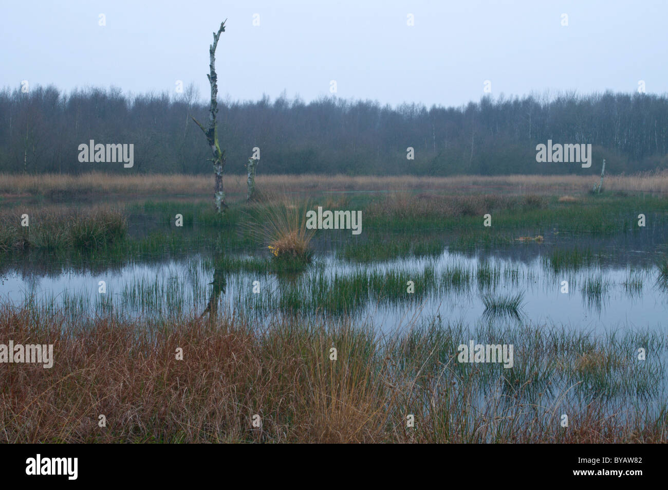 Dutch raised bog reserve, Bargerveen, Holland, Netherlands, Europe ...
