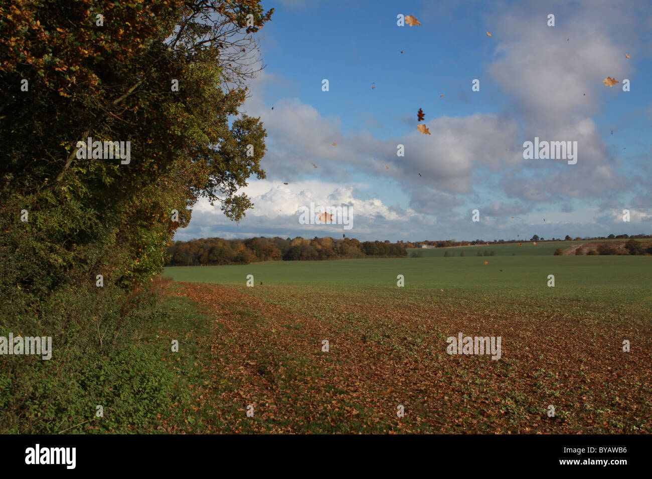Leaves blowing hi-res stock photography and images - Alamy
