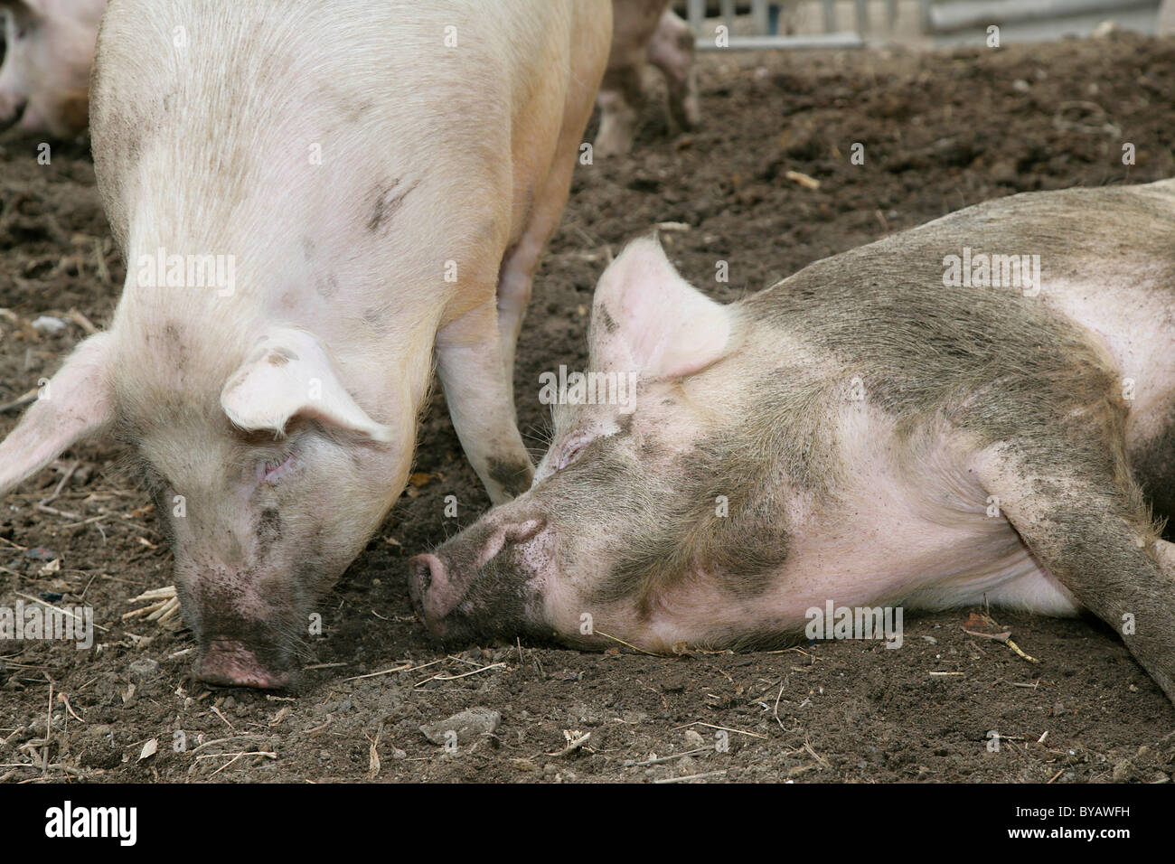 Two pigs hi-res stock photography and images - Alamy