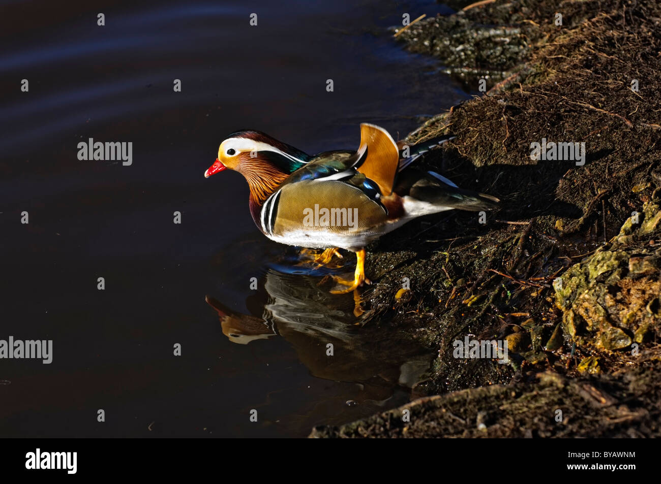 Male Mandarin Duck, entering water Stock Photo - Alamy