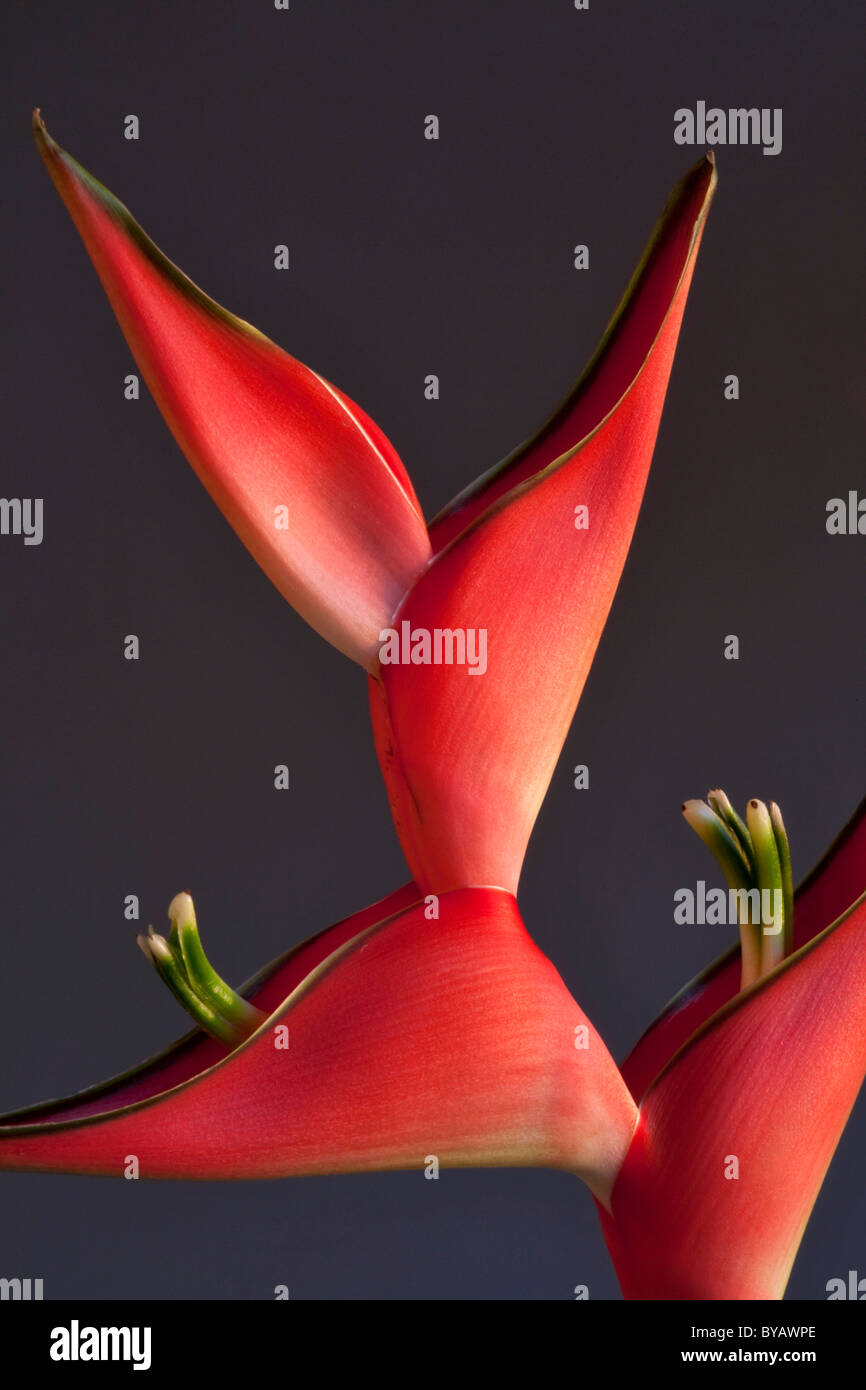 Strelitzia (Strelitzia), flower Stock Photo - Alamy
