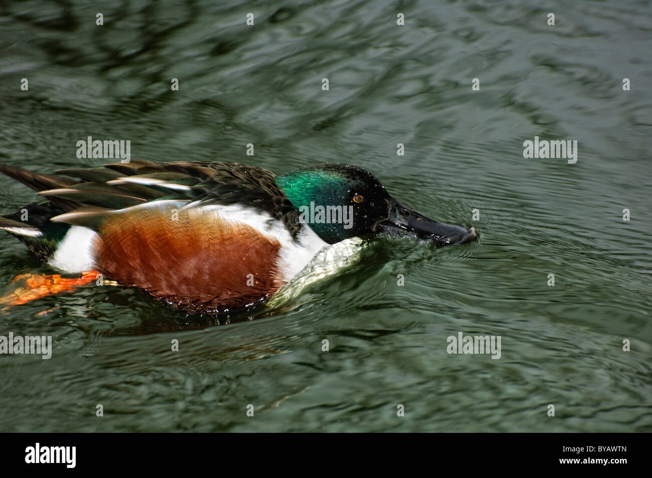 Shoveler skimming water Stock Photo - Alamy