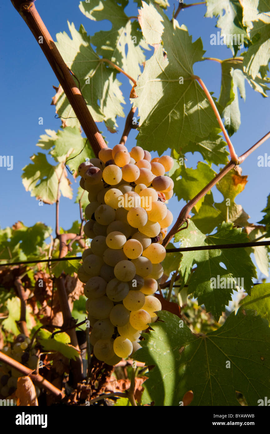 Wine-Growing near Orvieto, Umbria, Italy Stock Photo - Alamy