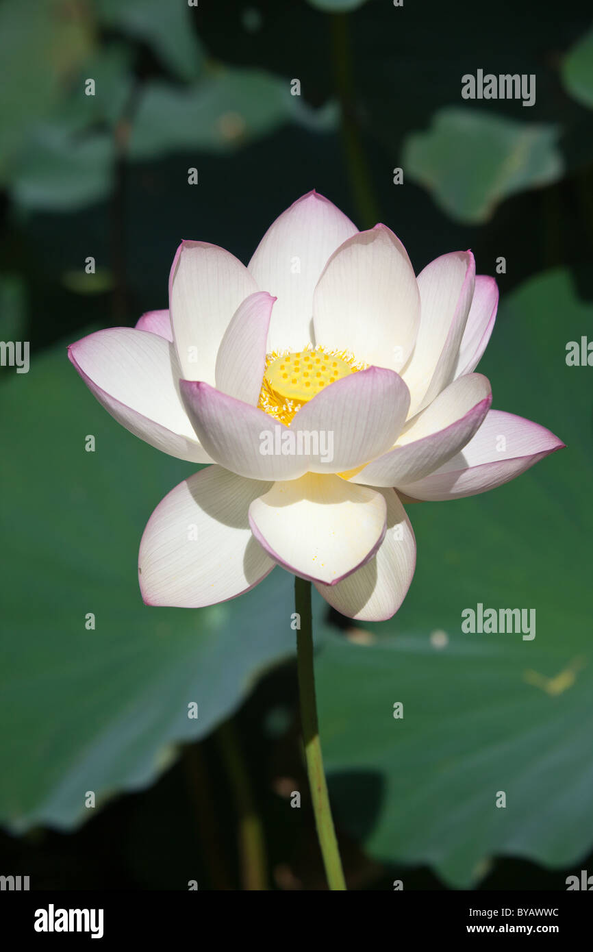 Lotus flowers in Turtle Ponds at University of Texas, Austin, USA Stock ...