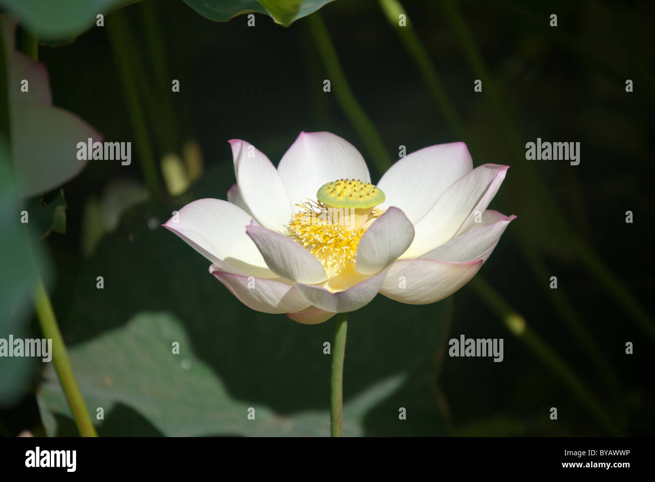 Lotus flowers in Turtle Ponds at University of Texas, Austin, USA Stock ...